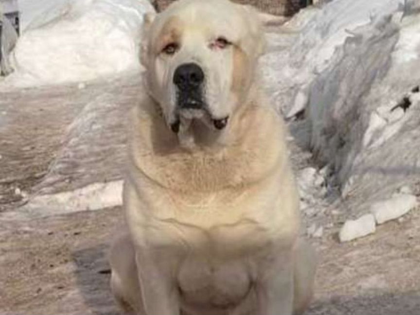 Среднеазиатская овчарка