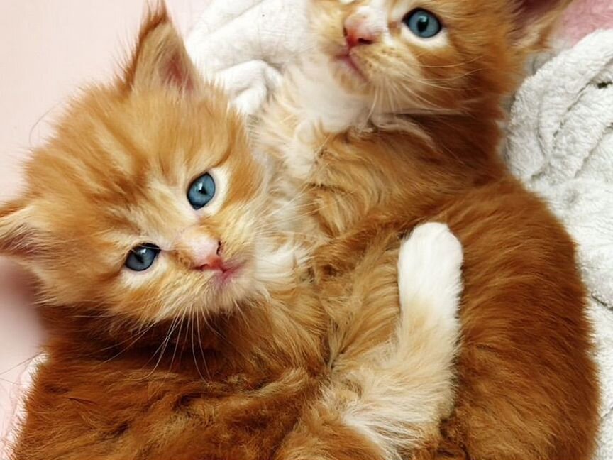 Котята мейн-кун