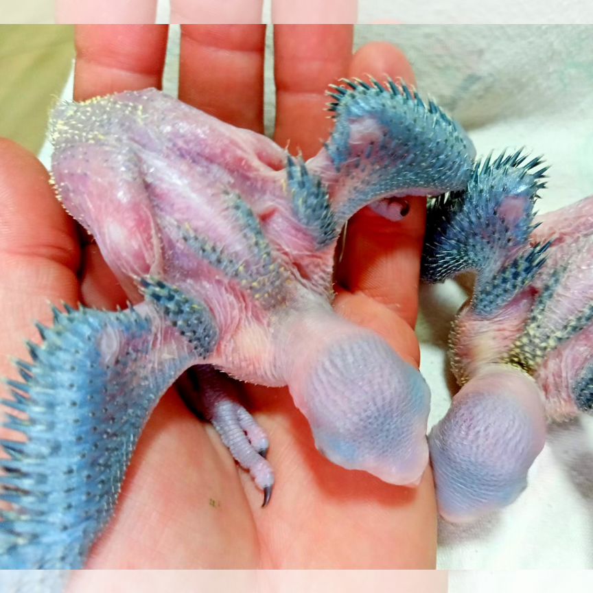 Ожереловый попугай выкормыш ручной