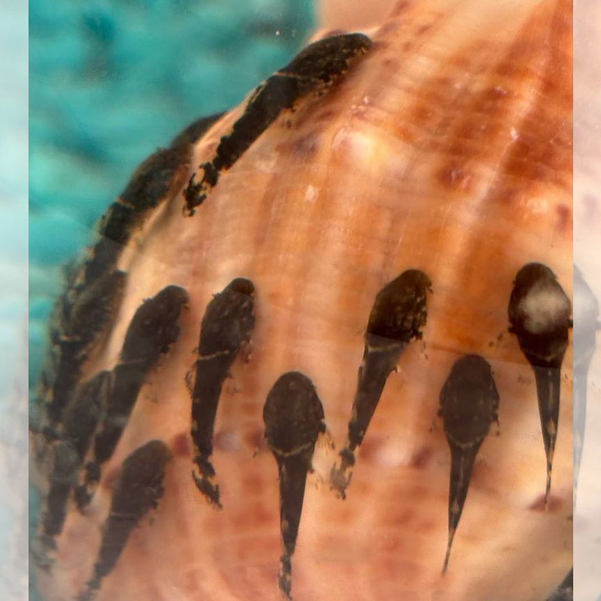 Анциструс мальки