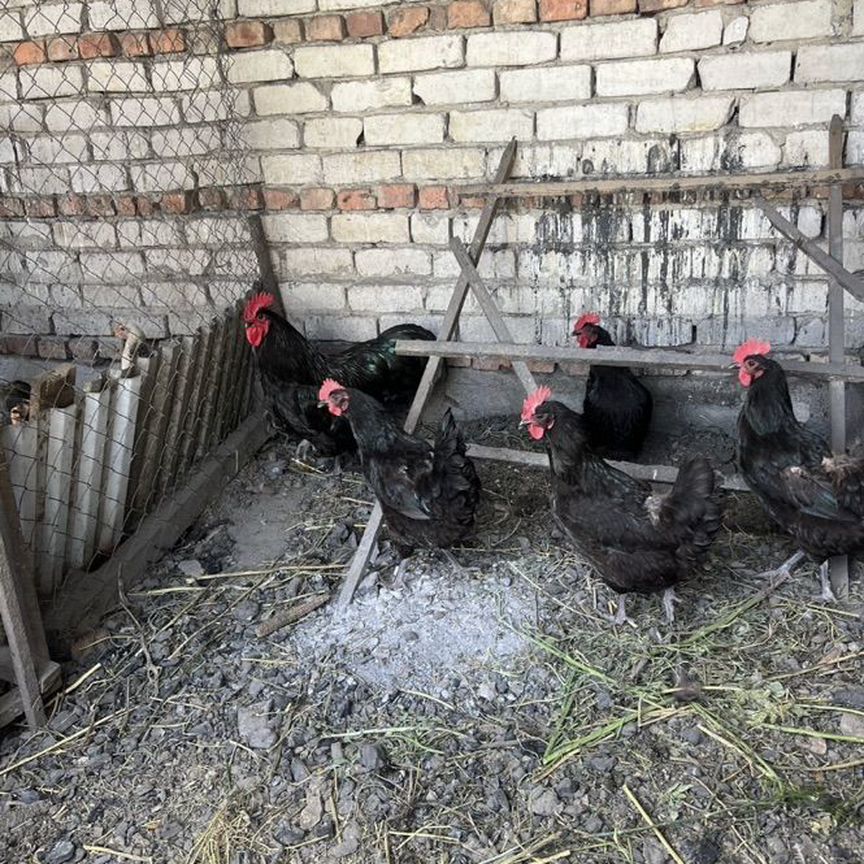 Петухи австролорп чёрный