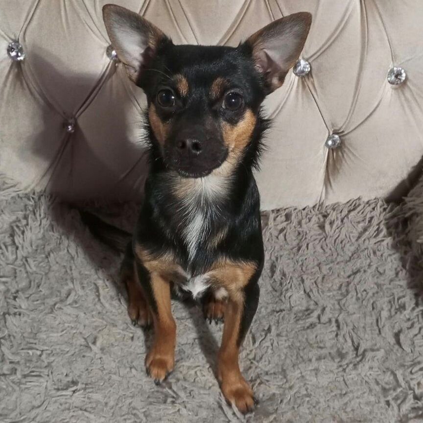 Русский той-терьер, взрослый пёс