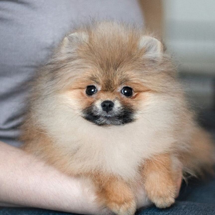 Крошка - померашка в ответственные ручки