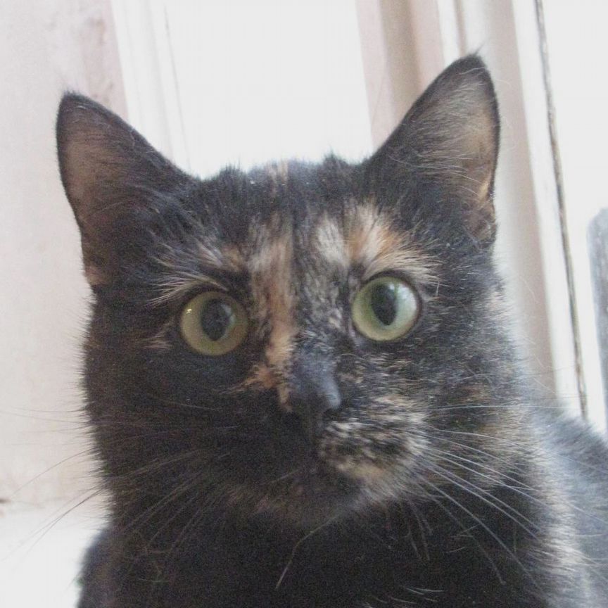 Кошечка ищет дом