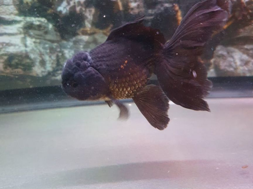 Золотая рыбка оранда