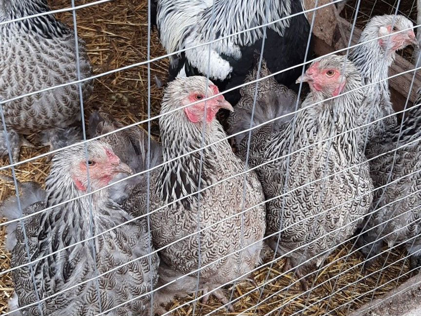 Куры и петухи брама тёмная