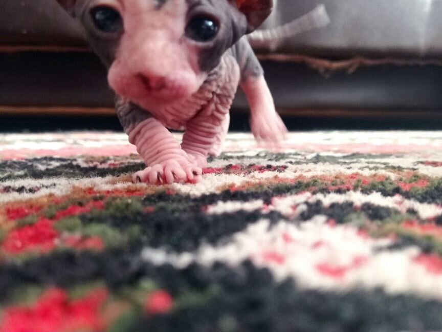 Канадский сфинкс котята