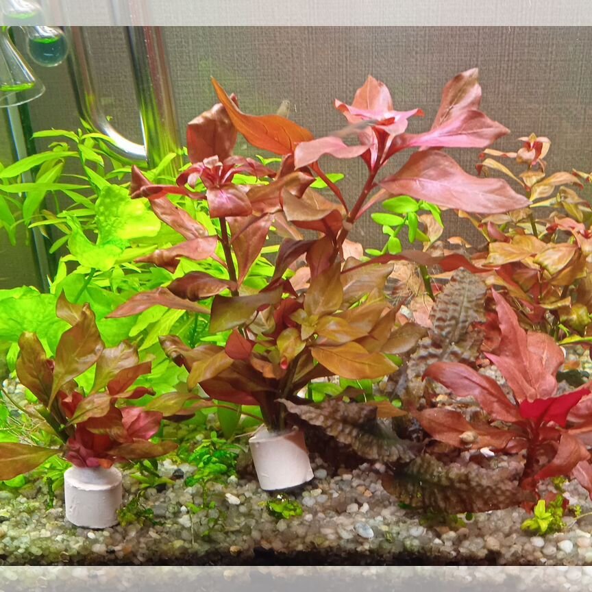 Аквариумное растение Людвигия