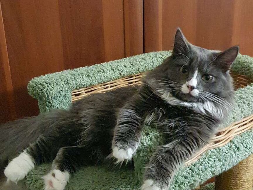 Шикарный сибирский котенок мальчик 4мес Сибирёк