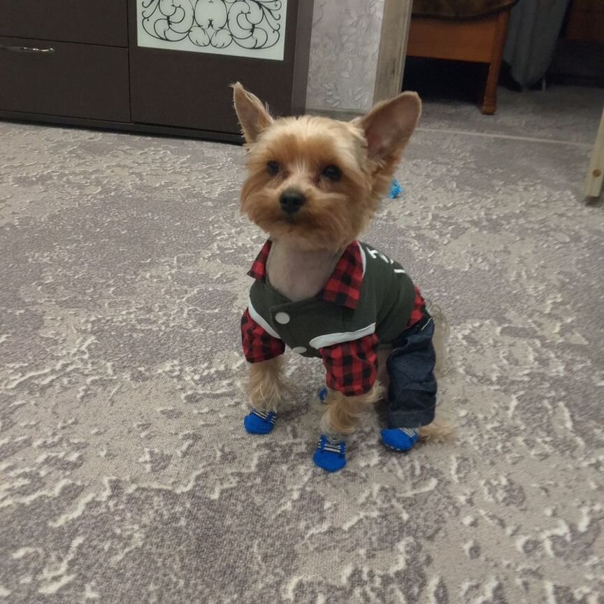 Ищим невесту