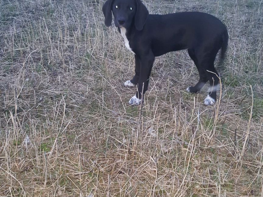 Щенок (курцхаар + русский спаниель)