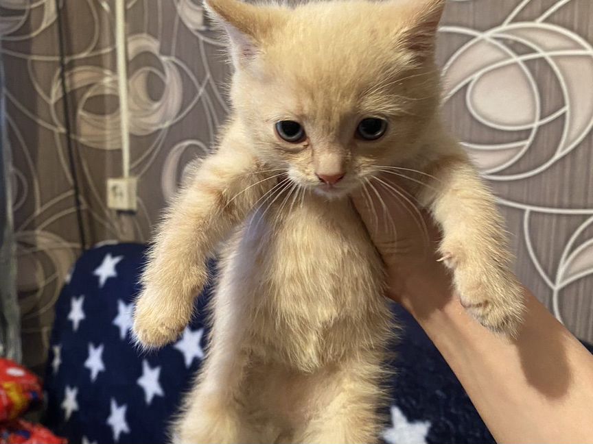 Отдам котенка в дорбые руки