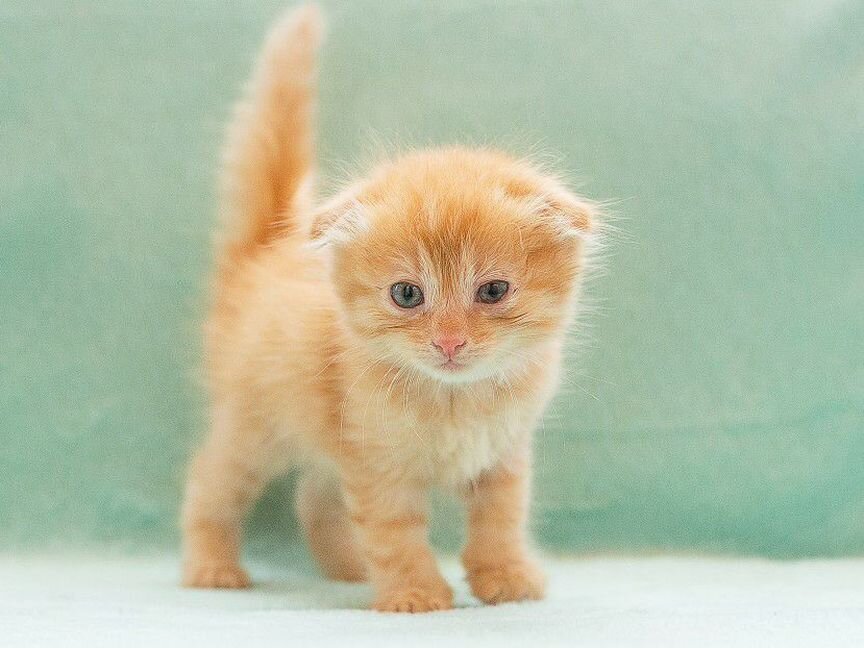 Рыжий котенок девочка ищет семью