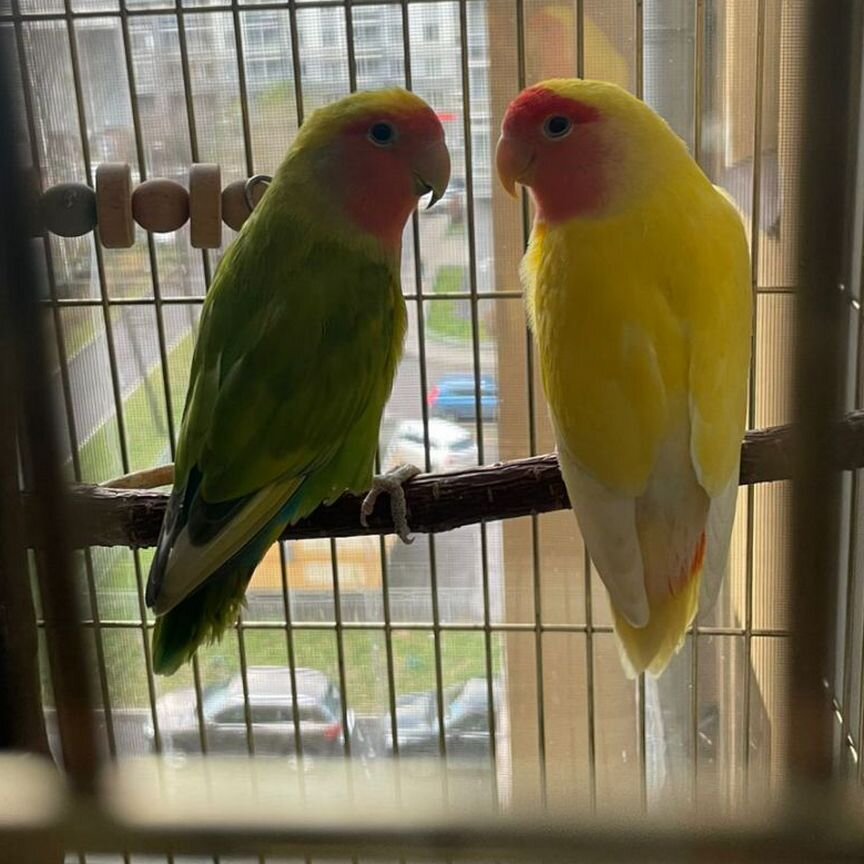 Пара неразлучников в добрые руки с клеткой