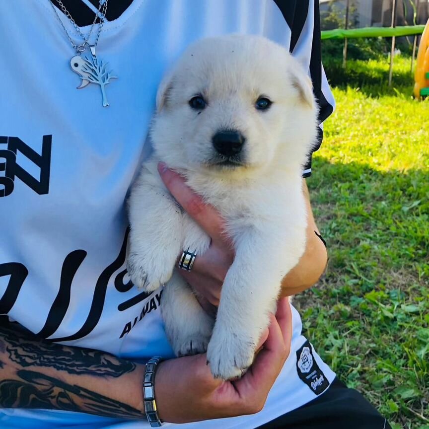 Отдам щенят в добрые руки