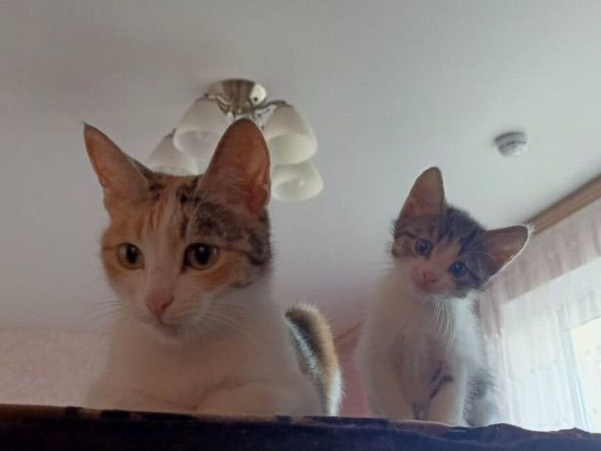 Котята в добрые руки