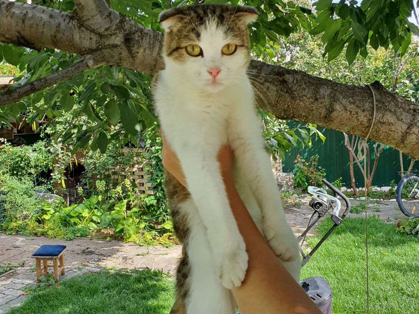 Шотландская