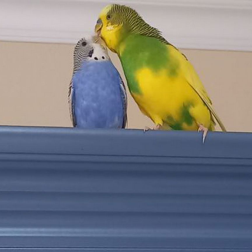 Попугаи волнистые парочка