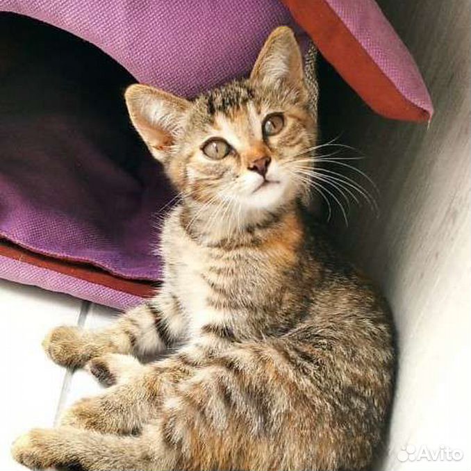 Чудный кото-ребенок Шаня., 2,5 месяца