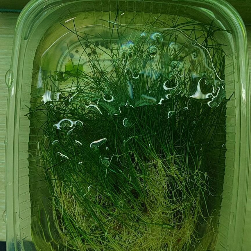 Аквариумные растения