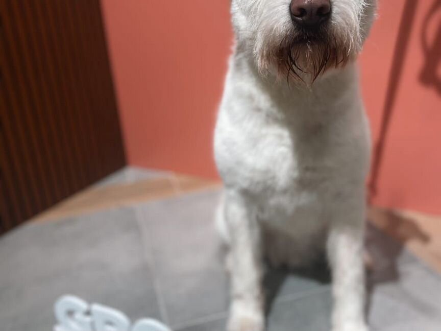 Голубоглазая Жаклин в дар