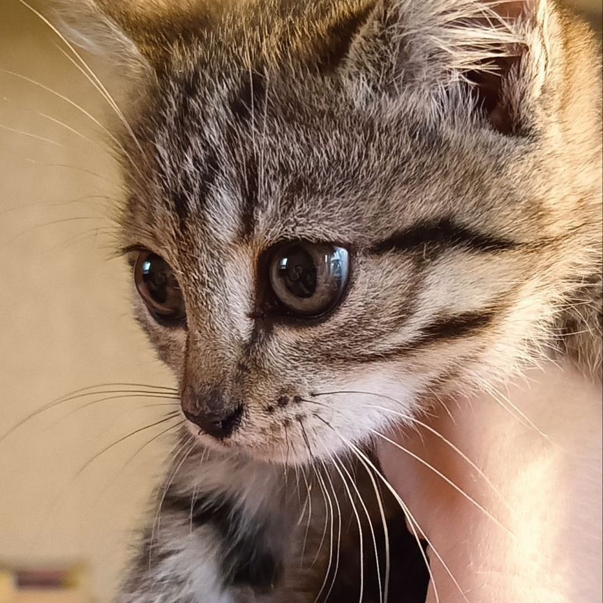 Котята ищут дом