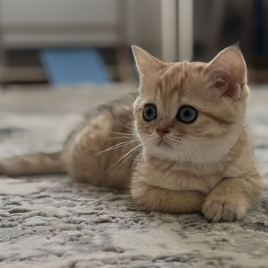 Шотландский прямоухий короткошёрстный котёнок