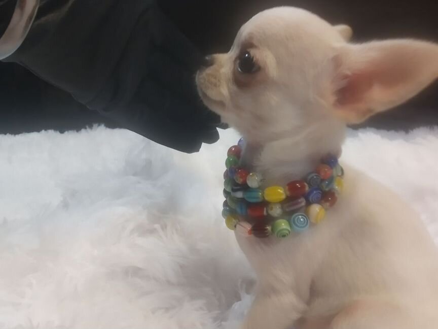 Мини малышка чихуашечка