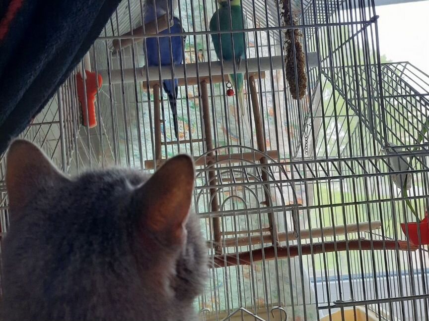 Попугайчики