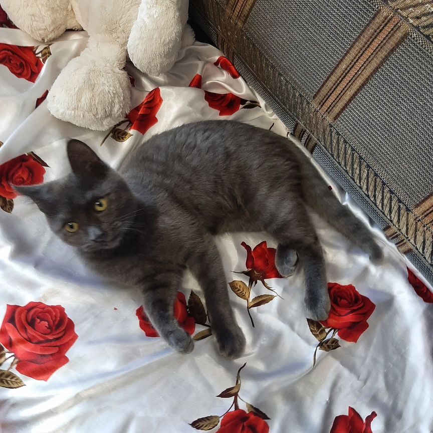 Кисята котики - в добрые руки