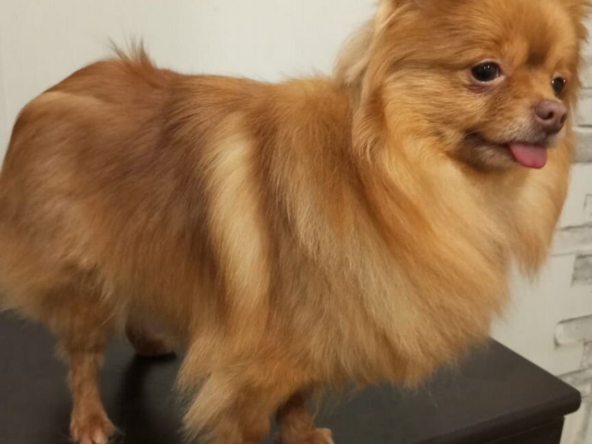 Той-терьер и метис шпица