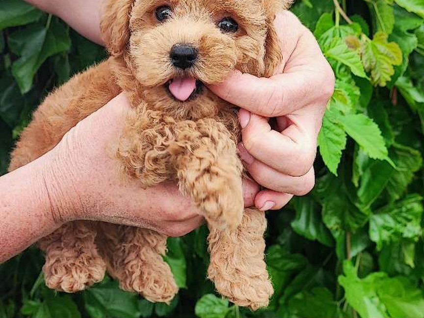 Мальтипу мини мальчик