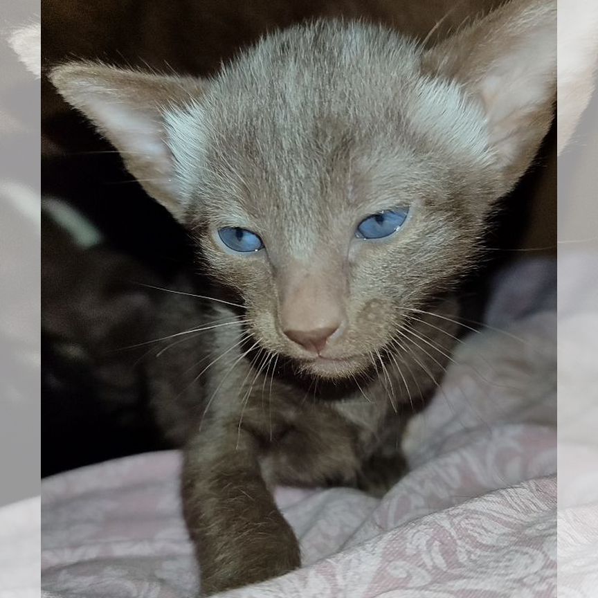 Ориентальный котёнок
