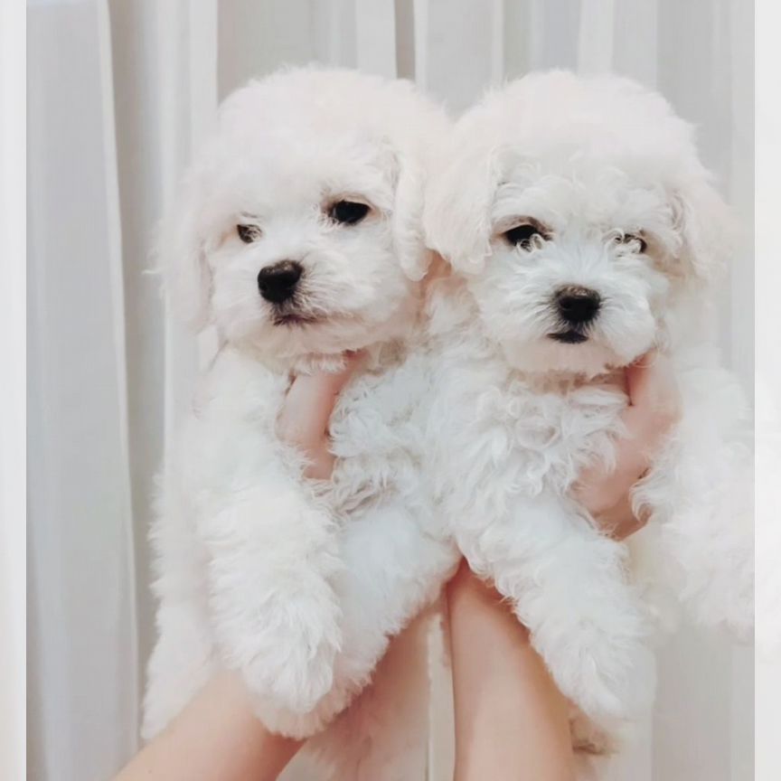 Бишон фризе, щенок