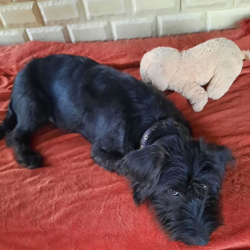 Щенок бесплатно