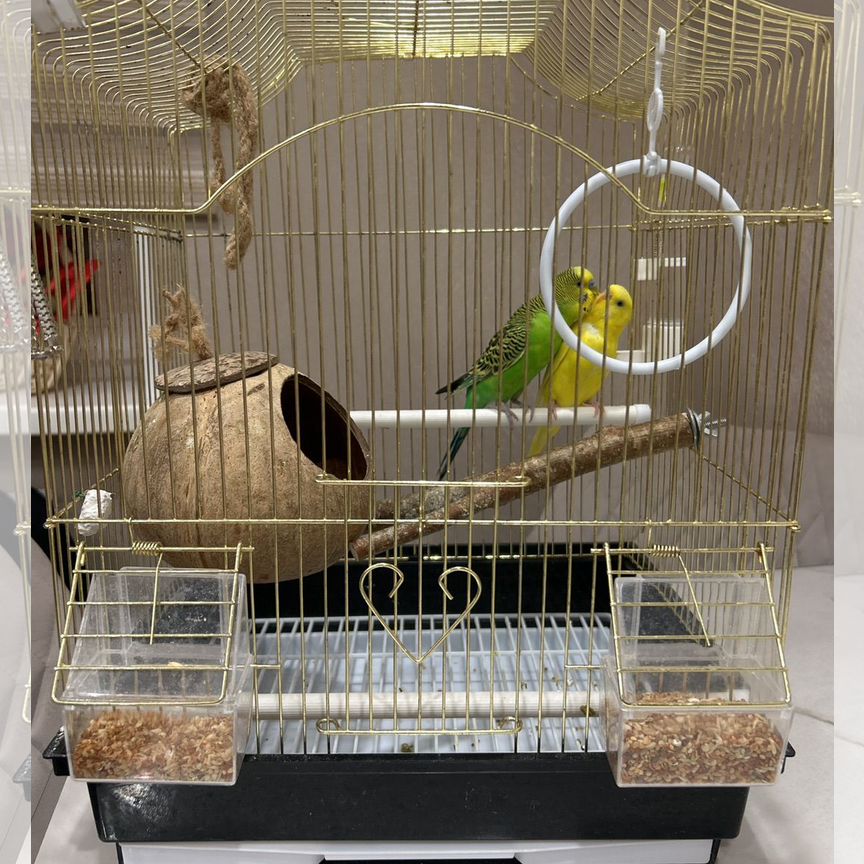 Волнистый попугай с клеткой