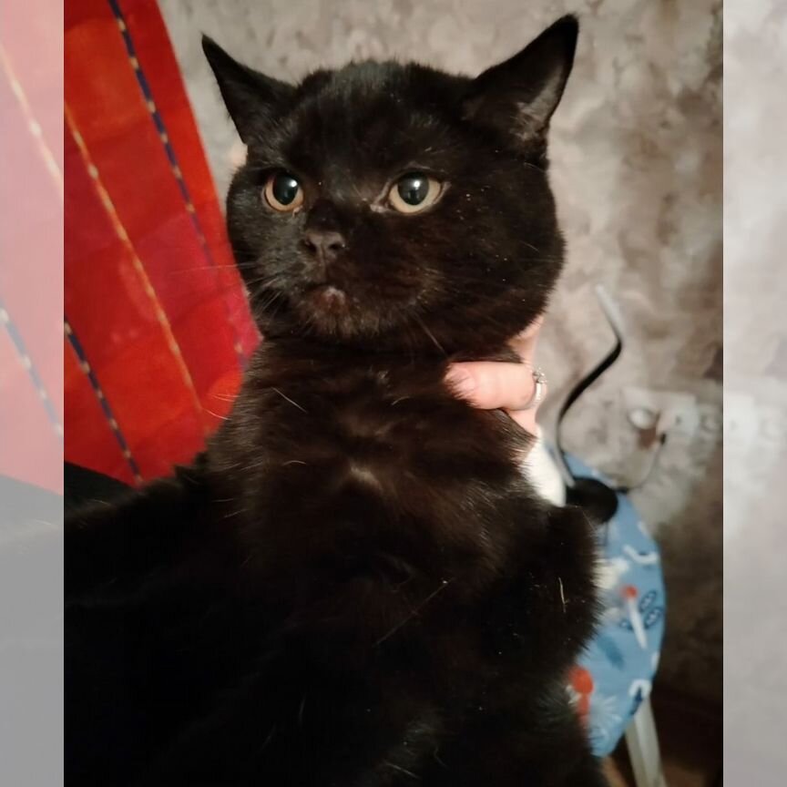 Селкирк-рекс короткошёрстный котёнок