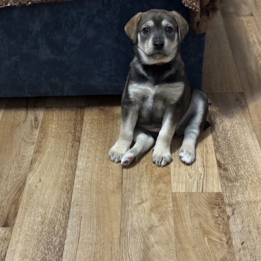 Сабачка в хоршие руки