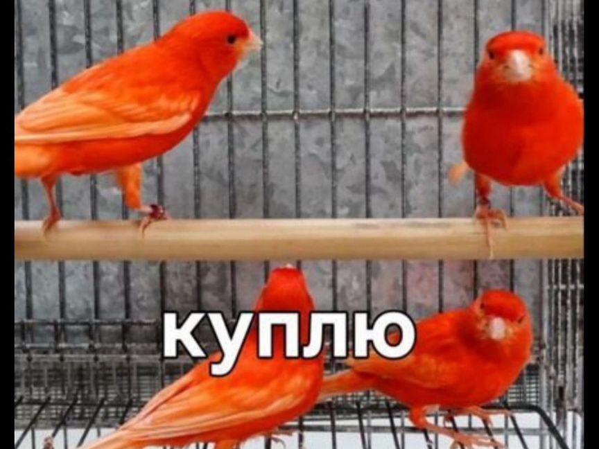 Канарейка (самка)