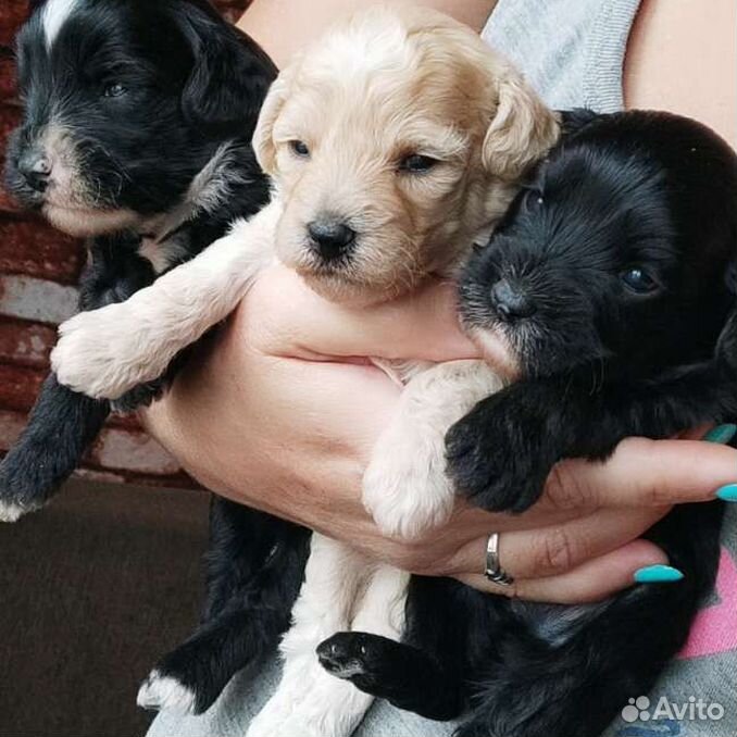 Щенки кокапу