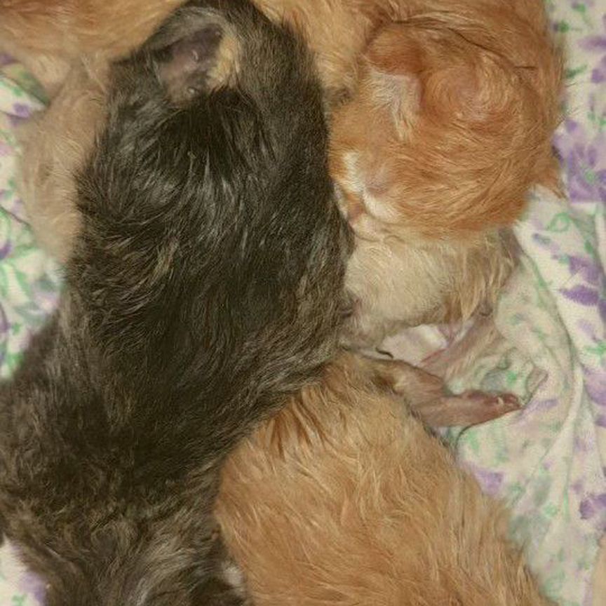 Нужна кормящая кошка. Котят нашли на помойке