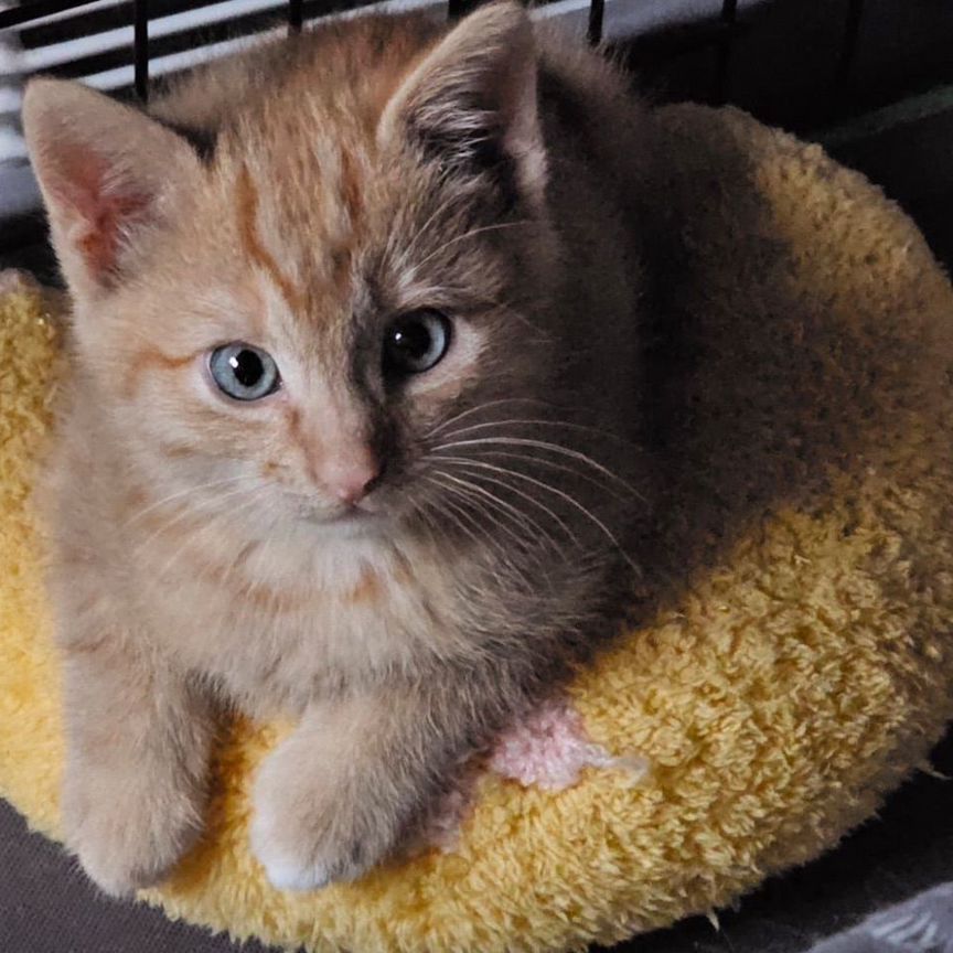 Котёнок в добрые руки