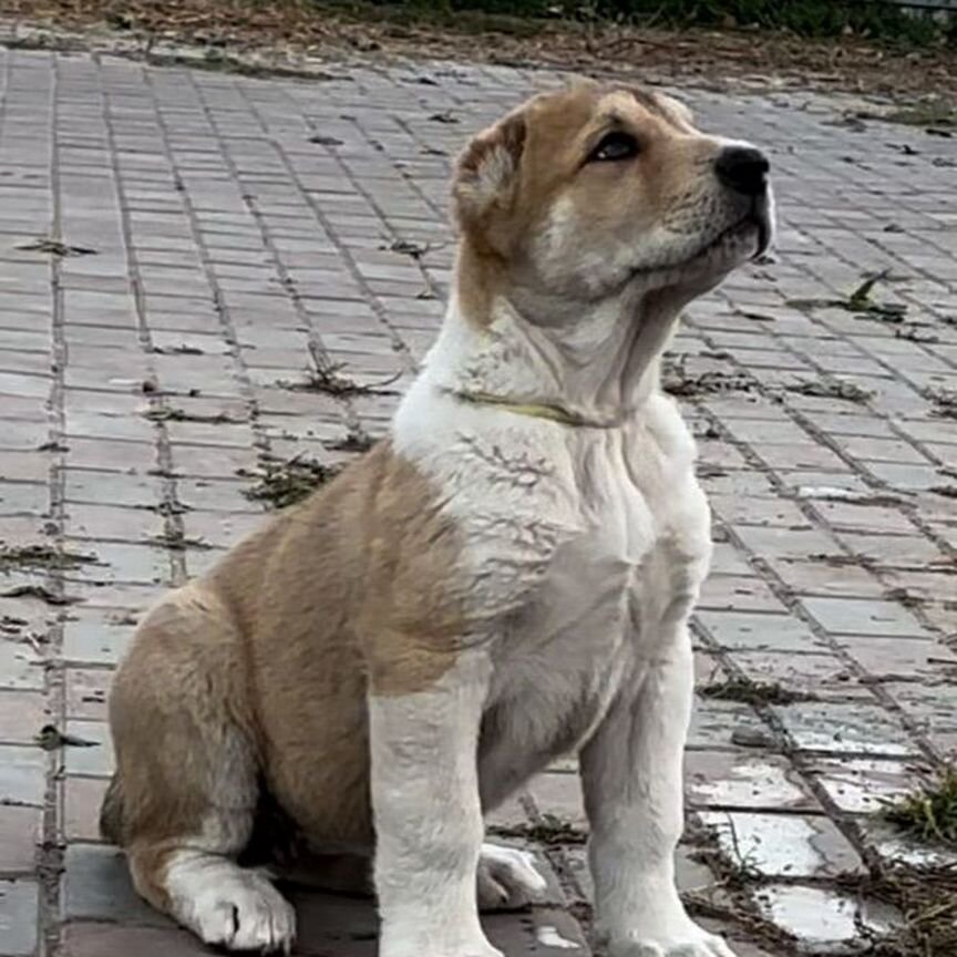 Продажа щенков среднеазиатской овчарки