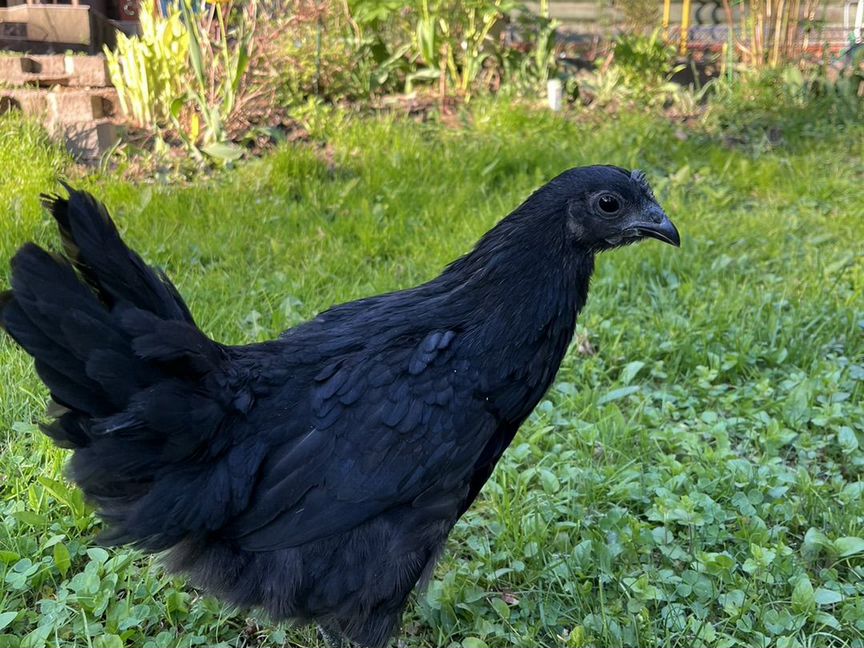 Ухейилюй молодые курочки и петушки