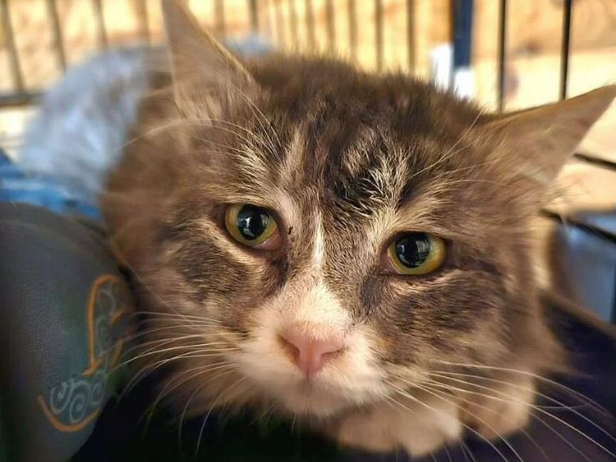 Котик Серёженька ищет дом