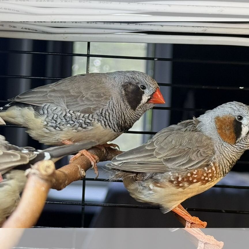 Выставочные зебровые амадины