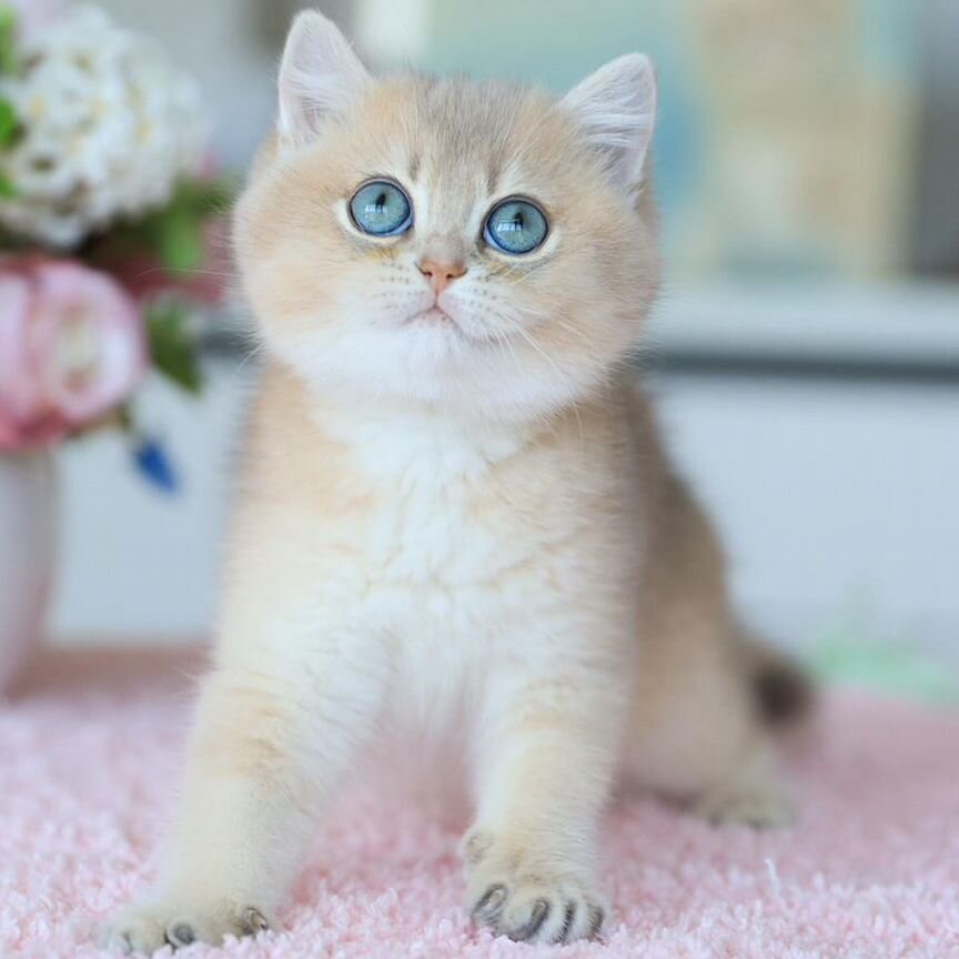 Британский короткошёрстный котёнок