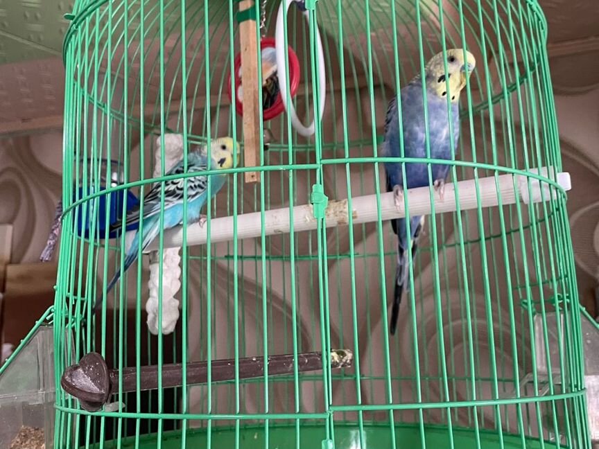 Волнистый попугай