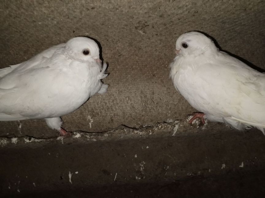 Продажа голубей