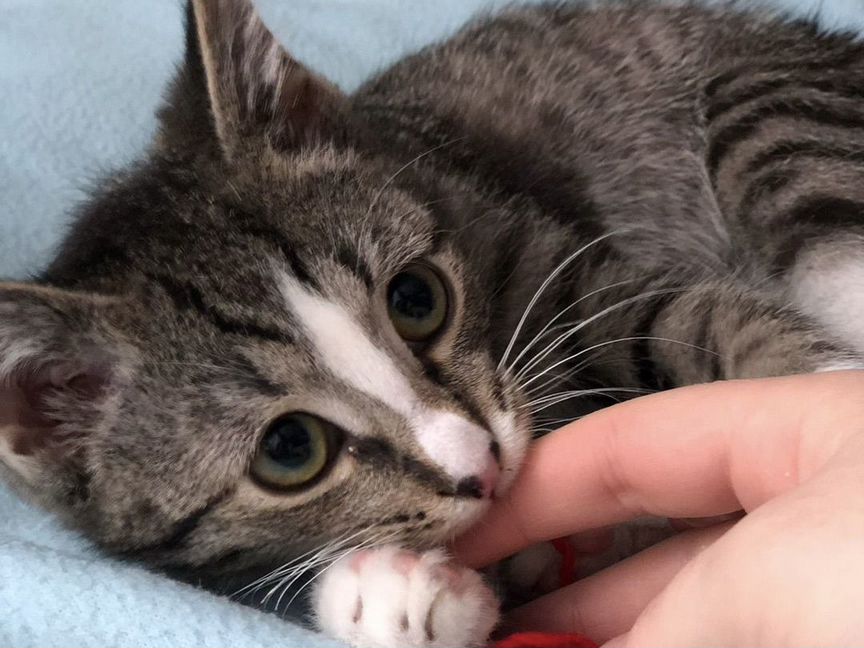 Котёнок Тима в поиске дома